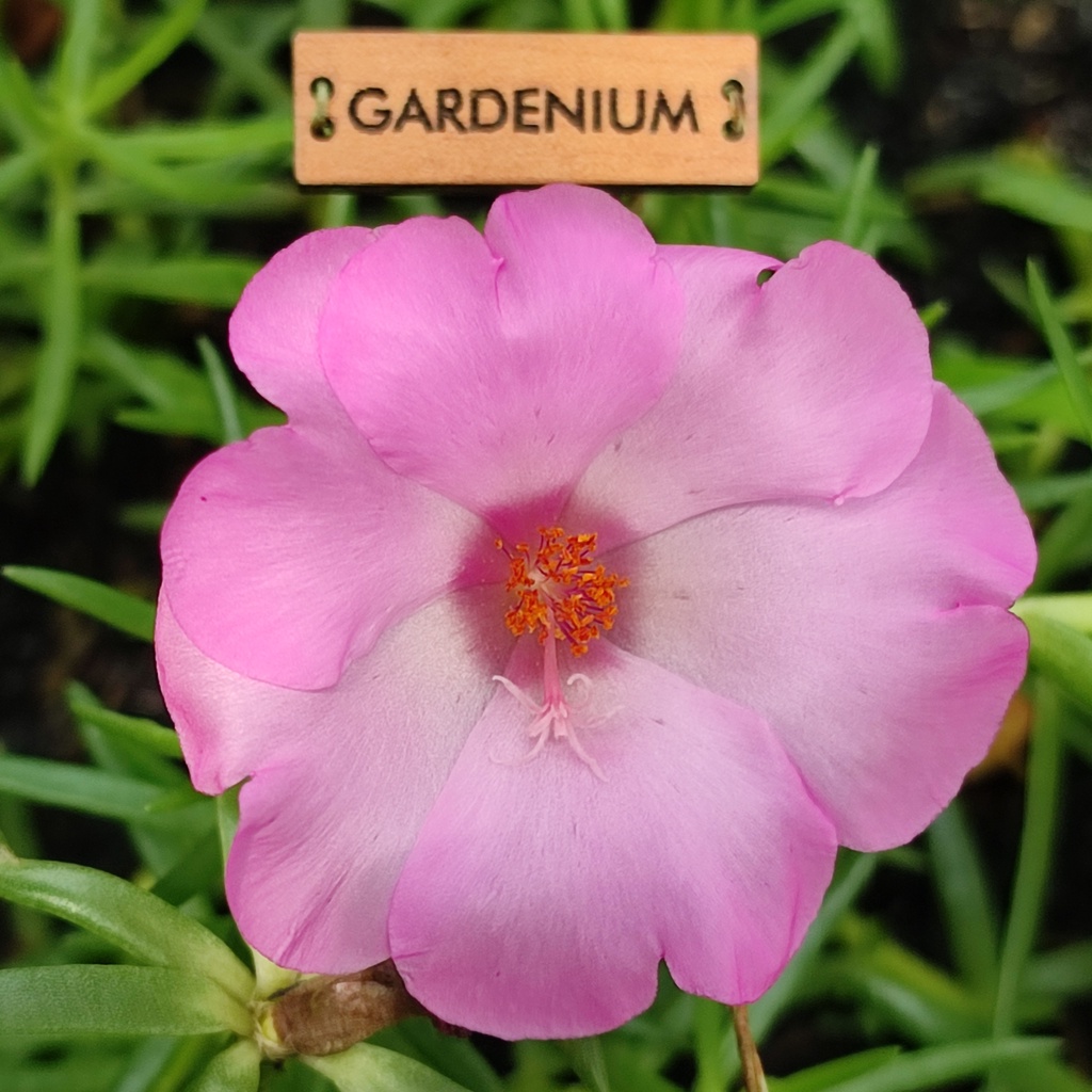 Jual Stek Bunga Krokot Moss Rose Giant Grandiflora - Giant Pink Polos ...