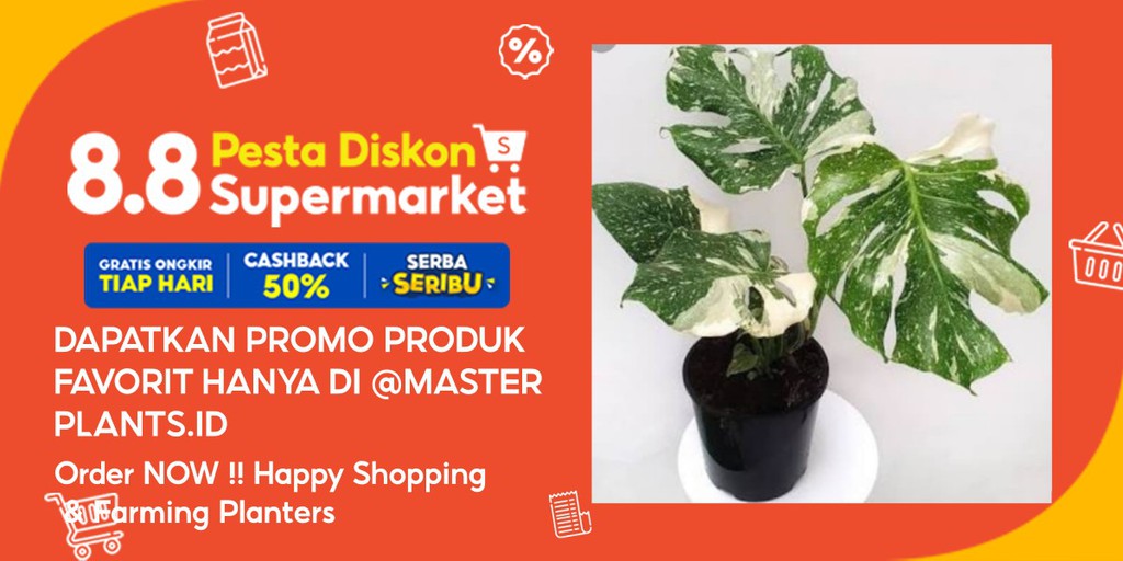 Produk Master Plants | Shopee Indonesia