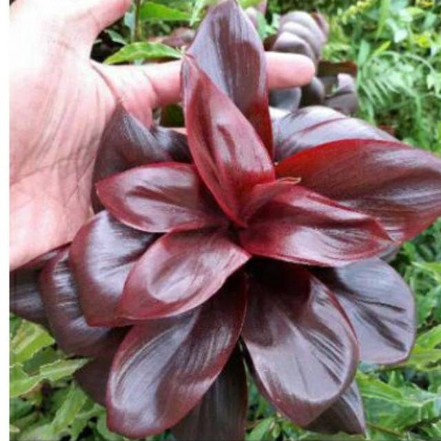Jual Tanaman hias daun marun merah tanaman unik | Shopee Indonesia