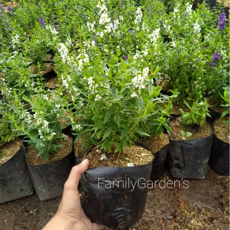 Jual Tanaman Hias Lavender Putih / Bunga Lavender Angelonia ( BERBUNGA ...
