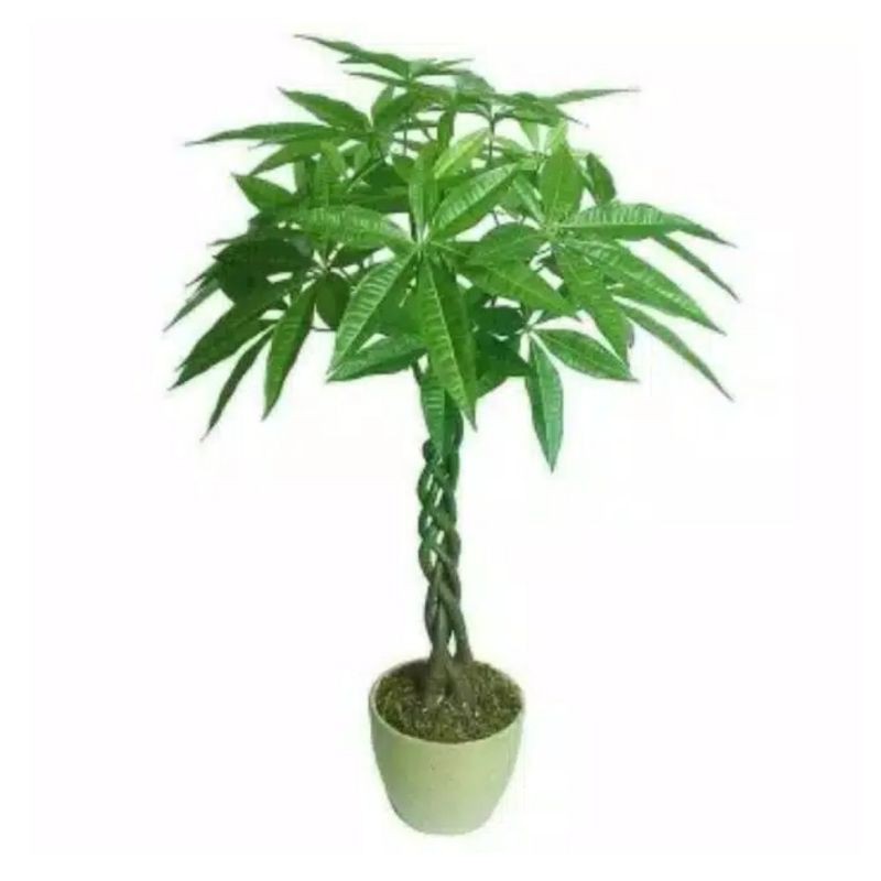 Jual Tanaman Hias Pacira Kepang 3- Tanaman Indoor - Tanaman Outdoor ...