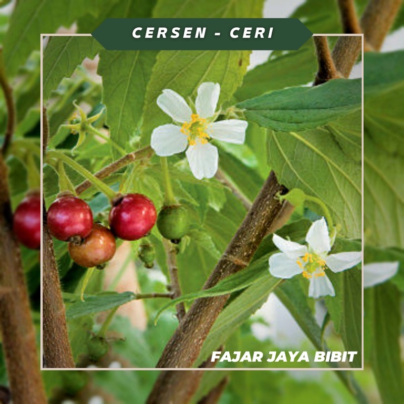 Jual bibit tanaman seri kersen tanaman buah unik | Shopee Indonesia