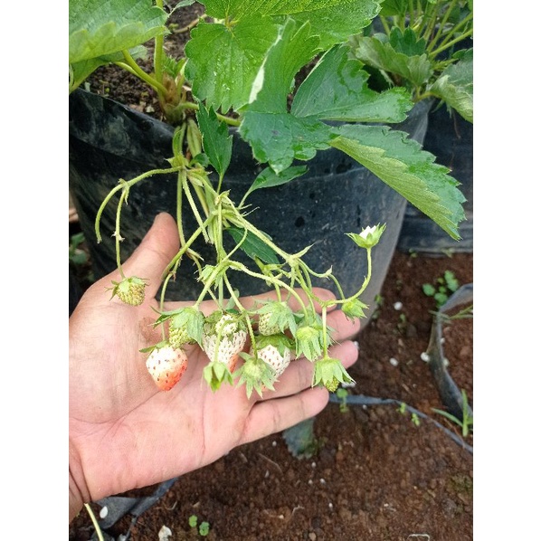 Jual indukan strawberry akihime jepang berbunga | Shopee Indonesia