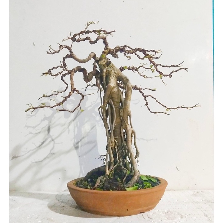 Jual Bonsai Beringin (Ficus Benjamina) Neagari Style | Shopee Indonesia