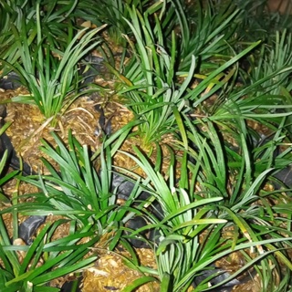 Jual pohon kucai mini rumput | Shopee Indonesia