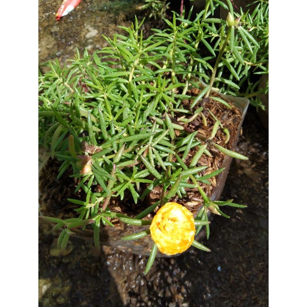 Jual Krokot bunga kuning tumpuk | Shopee Indonesia