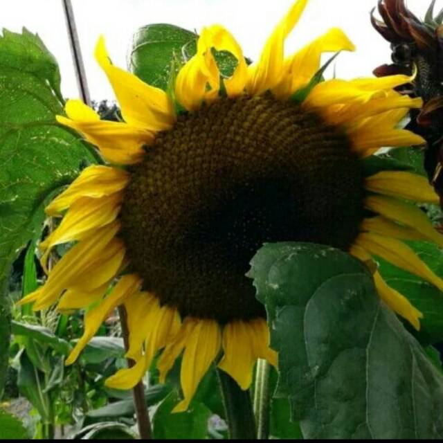 Jual Biji bunga matahari bibit bunga matahari nenih bunga matahari Indonesia|Shopee Indonesia