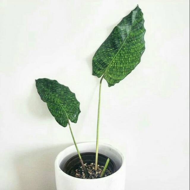 Jual TANAMAN HIAS HIDUP BUNGA MARANTA MUSAICA - CALATHEA MUSAICA ...