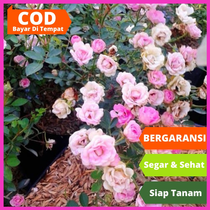 Jual Bibit Bunga Baby Rose Tanaman Hidup Pot Hias Polybag kembang Asli ...