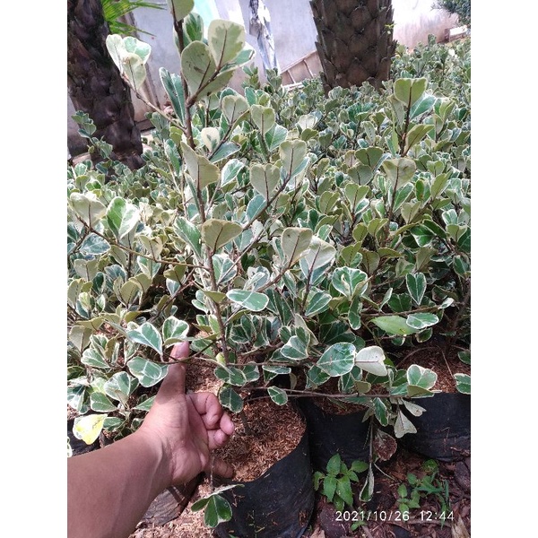 Jual Tanaman Hias Ficus Buterfly Varigata/Beringin Kupu Kupu Varigata ... Jual Tanaman Hias Ficus Buterfly Varigata/Beringin Kupu Kupu Varigata ...