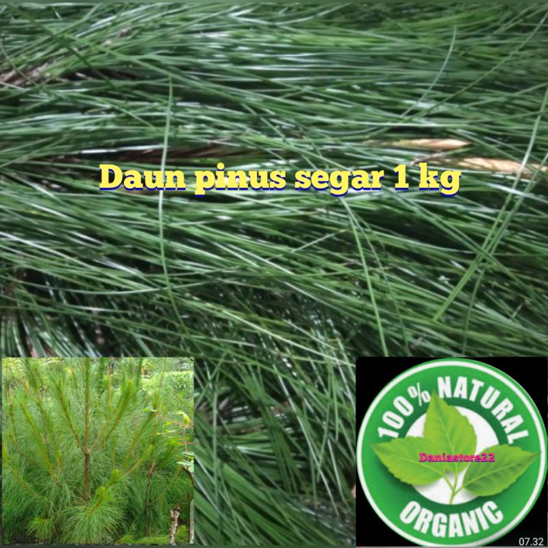 Jual Jual daun pinus segar 1 kg | Shopee Indonesia