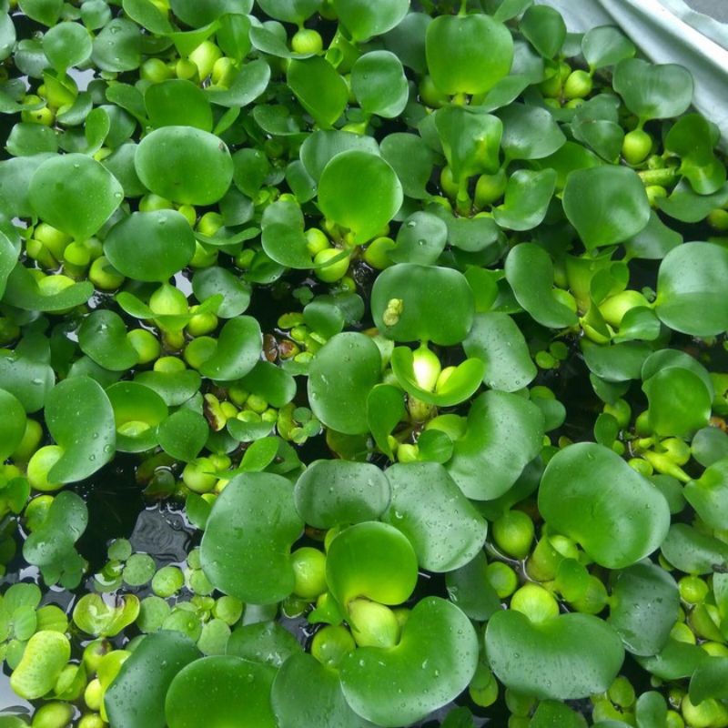 Jual eceng gondok - eceng gondok mini - hiasan kolam akuarium termurah ...