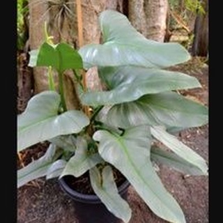 Jual Philo Hastatum Silver Sword Philodendron Hastatum | Shopee Indonesia