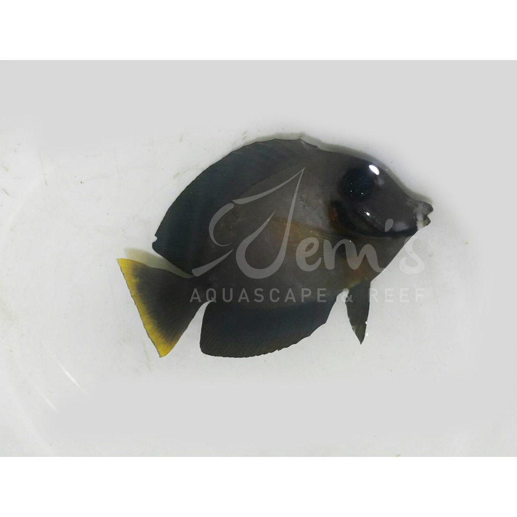 Jual Ikan Botana Model (Mimic Tang) Indonesia|Shopee Indonesia