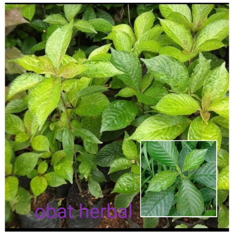 Jual Bibit Tanaman Daun Keji Beling pecah / pohon beling kaca beling ...
