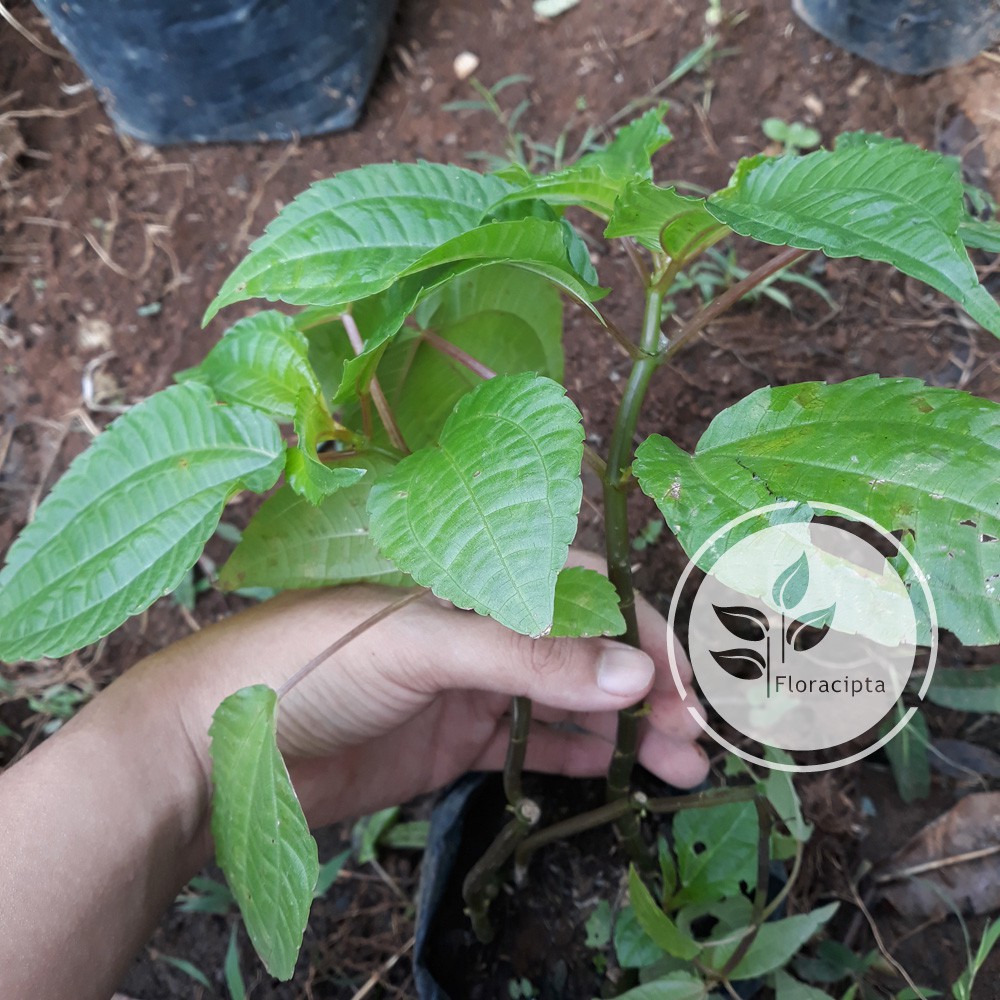 Bibit Tanaman Pohpohan Daun Pohpohan Tanaman Herbal Pohon Pohpohan ...