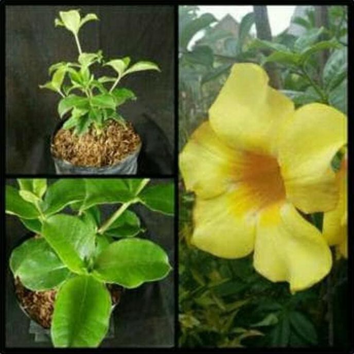 Begini 20+ Tanaman Bunga Alamanda Kekinian - Informasi Seputar Tanaman Hias