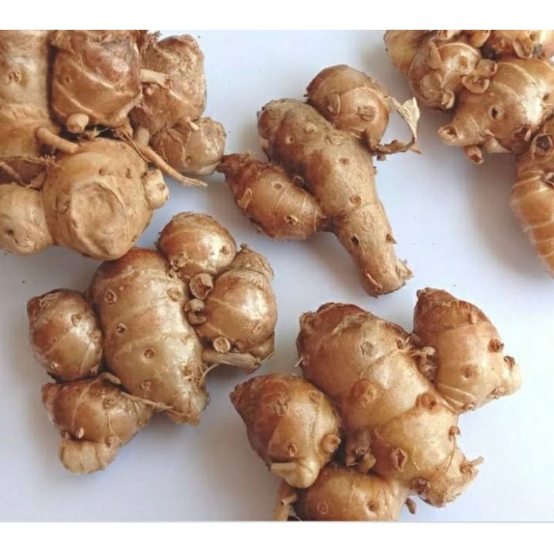Jual kencur cikur segar 250gr | Shopee Indonesia