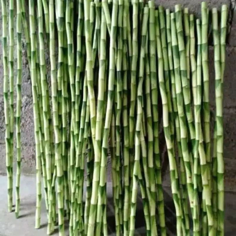 Jual Stek Tanaman hias batang bambu Sri rejeki/ Lucky bamboo /Dracaena ...