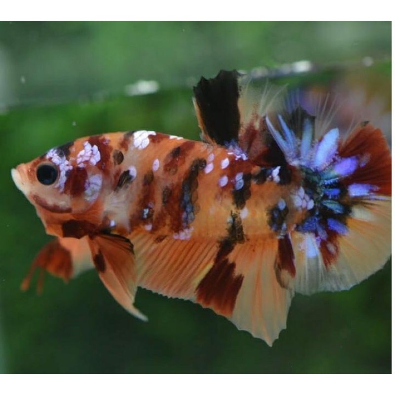 Jual Ikan Cupang Nemo (Galaxy multy, Candy) | Shopee Indonesia