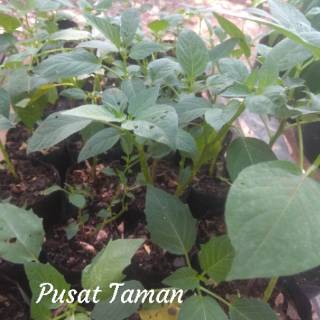 Herbal bibit tanaman ciplukan cecendet kopok-kopokan nyurnyuran ...