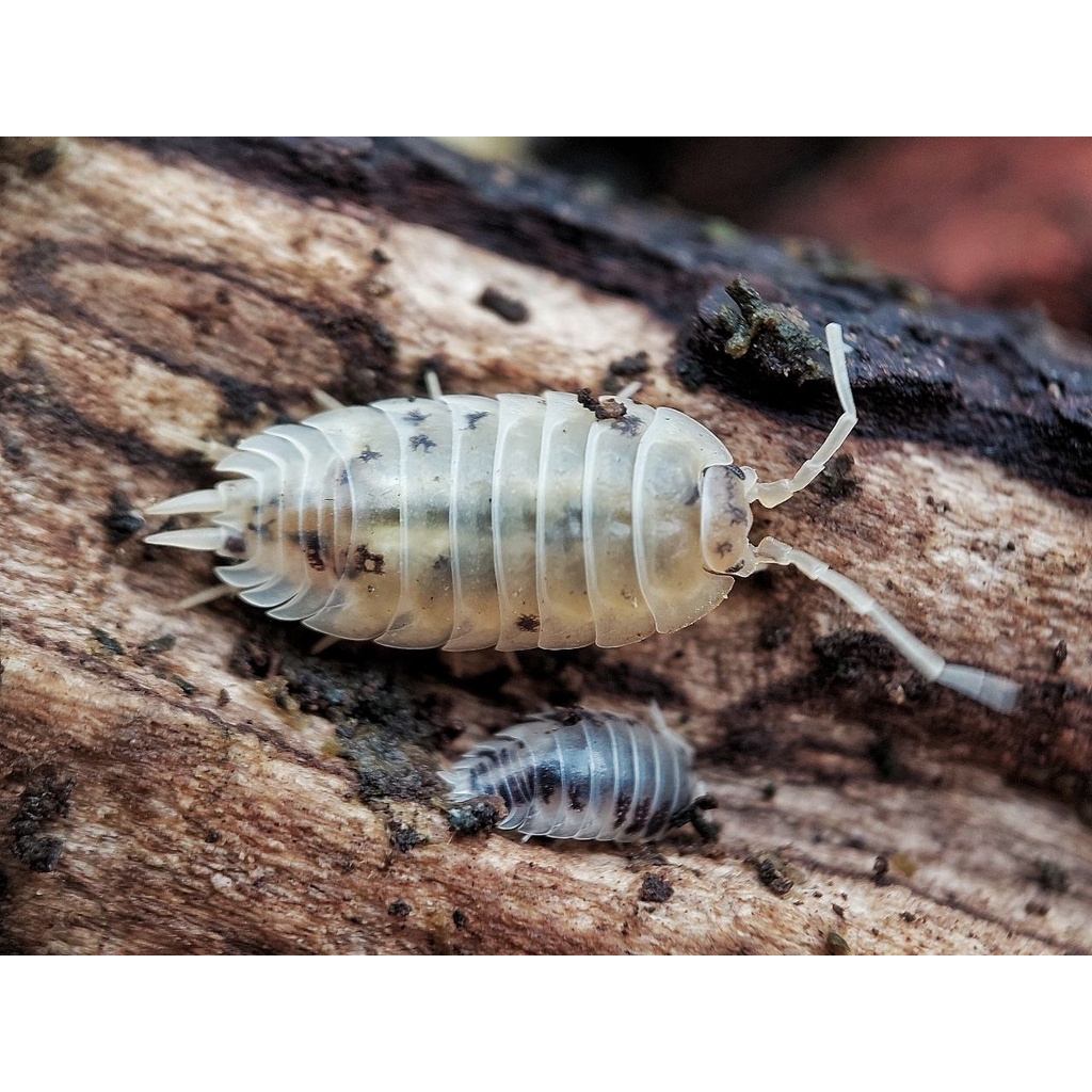 Jual P. Laevis Dairy Cow Lesser Pakan/Hiasan Isopoda / Cleaning Crew ...