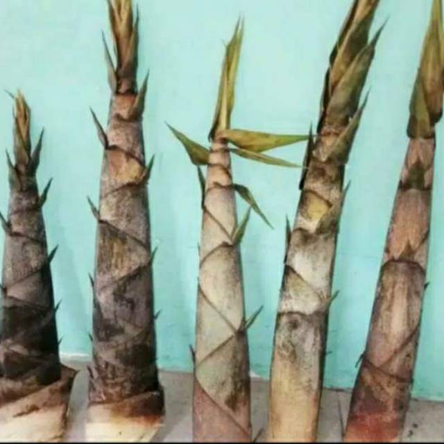 Jual REBUNG BAMBU MUDA UTUH 1 KG | Shopee Indonesia