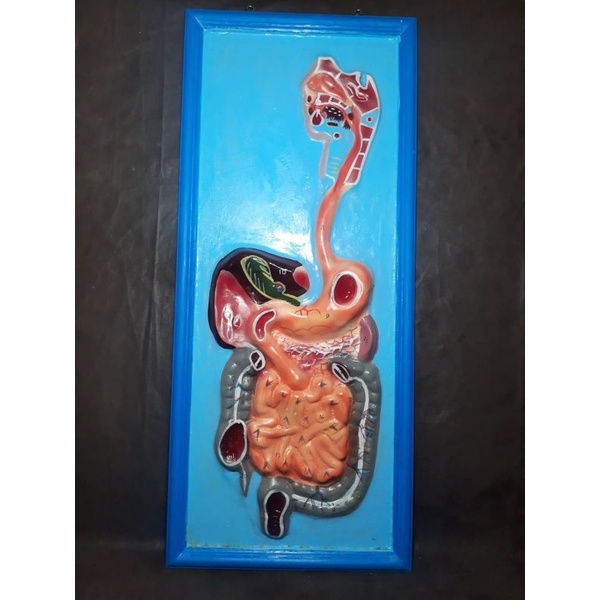 Jual Alat Peraga Anatomi sistem Pencernaan pada manusia | Shopee Indonesia