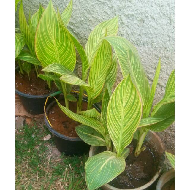 Jual Tanaman Hias Kana Variegata / Bunga Kaba Variegata | Shopee Indonesia