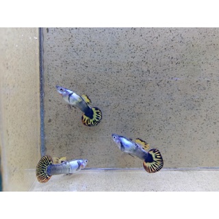 Jual Guppy platinum galaxy Medusa roundtail (PERPASANG) | Shopee Indonesia