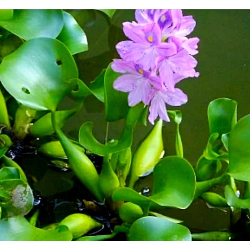 Jual Enceng gondok segar utuh hiasan aquarium 1 kg | Shopee Indonesia