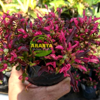 Jual Paket Krokot Merah Putih [Krokot Papua dan Krokot Varigata] 2 ...