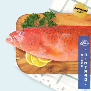Jual Ikan Kerapu Lodi PREMIUM EXPORT Segar dan Bergaransi / Pack ...