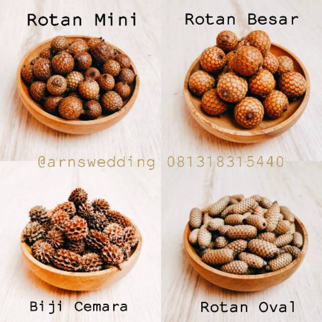 Biji bijian 1 Kg / Biji Pinus / Biji Rotan / Biji Puspo / Biji Puspo ...