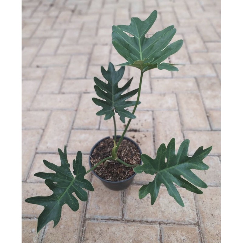 Jual Tanaman hias hidup pilo jari-tanaman hias hidup-bunga hidup ...