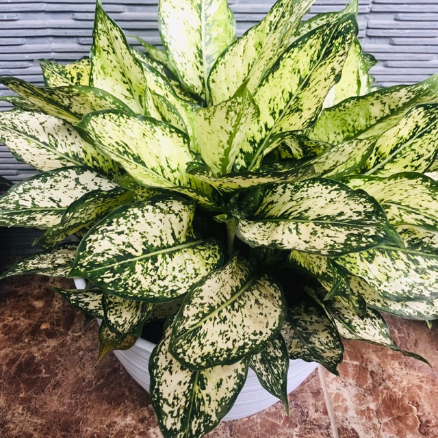 Produk Mini Serbu A3 | Shopee Indonesia