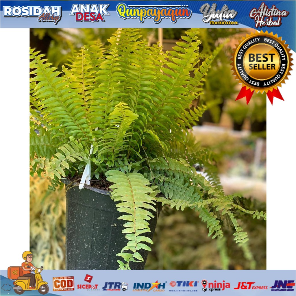 Jual tanaman hias pakis boston | Shopee Indonesia