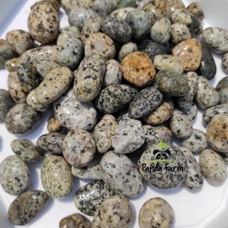 Jual Batu Alam Koral Tabur Kerikil Hias Telur Puyuh - 1 Karung | Shopee ...