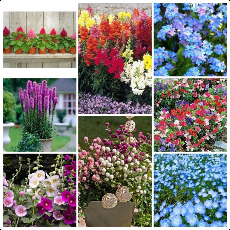Jual Paket Hemat Benih Bunga isi 8 Jenis Bunga Kenop Blazing Celosia ...
