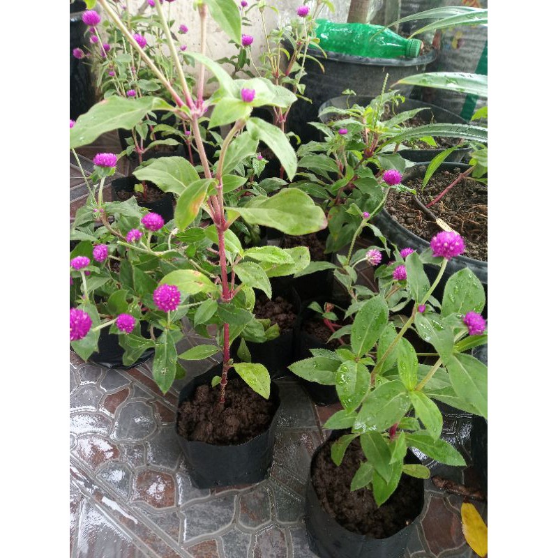 Jual bunga cantik Gomphrena globosa warna ungu bulat. sesuaigambar ...