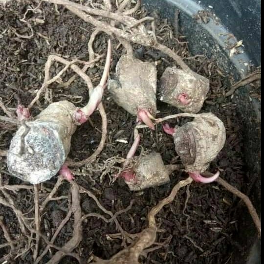 Jual Bonggol Philo CARAMEL VAR (KECEBRES!) REAL PICTURE DIJAMIN 1000% ...