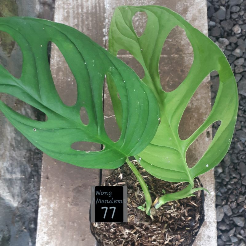 Jual Bunga janda bolong | Shopee Indonesia