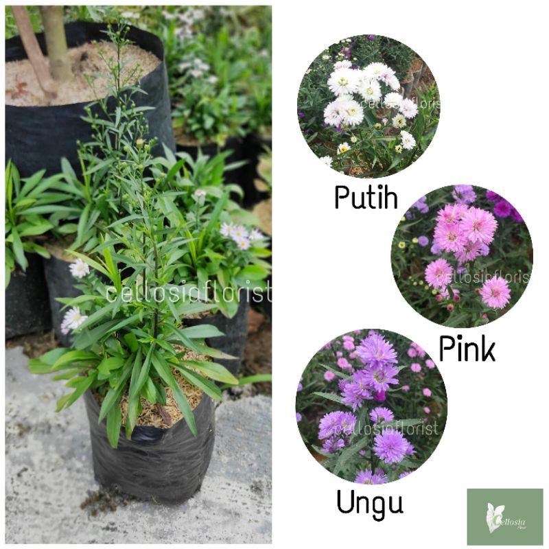 Jual Tanaman Hias Bunga Pikok / Peacock (Berkuncup) | Shopee Indonesia