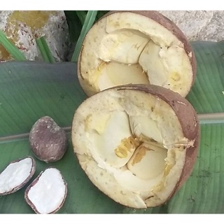 Jual BUAH KLUWEK / BUAH PICUNG / BUAH KEPAYANG ( GELUNDUNGAN UTUH ...