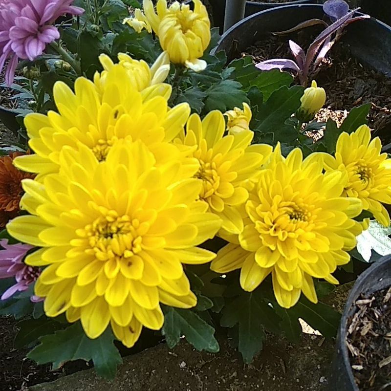 Jual Tanaman hias hidup krisan kuning tumpuk cantik sudah berakar dan ...