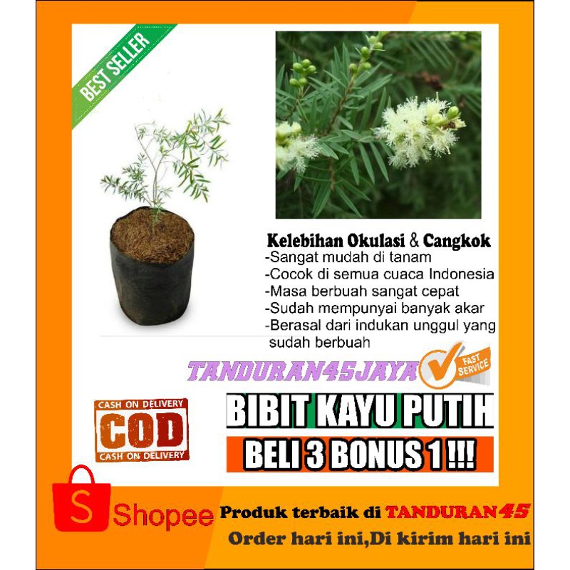 Jual bibit tanaman kayu putih / tanaman herbal | Shopee Indonesia