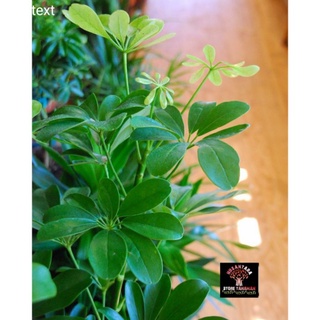 Jual TANAMAN HIAS WALISONGO DAUN HIJAU / SCHEFFLERA ARBORICOLA Indonesia|Shopee Indonesia