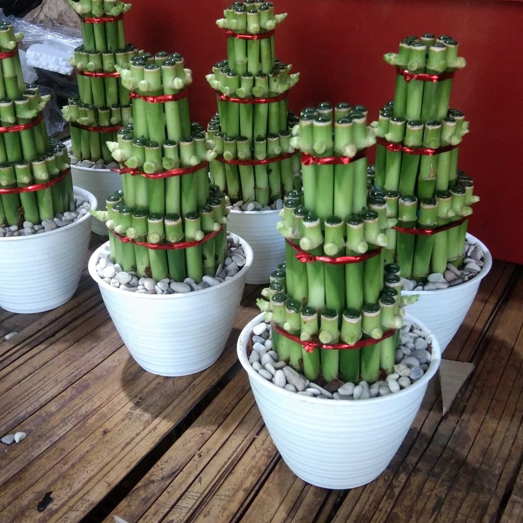 Jual pohon bambu hoki / bambu hias Indonesia|Shopee Indonesia