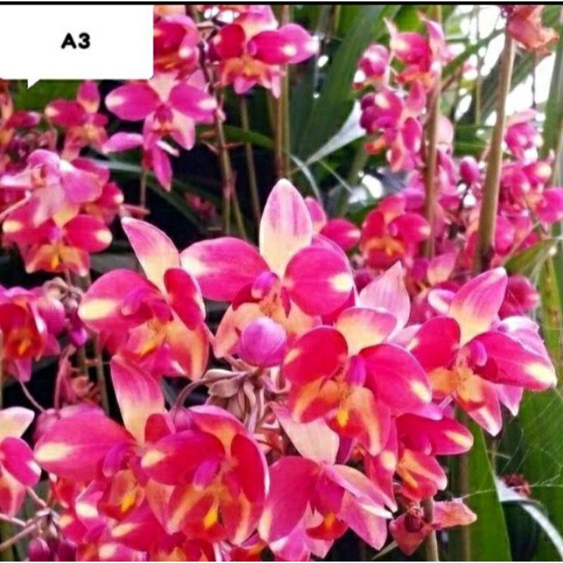 Jual tanaman hias anggrek tanah bunga batik pink sakura dengan corak ...