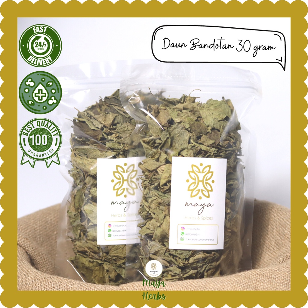 Jual Daun Bandotan / Babadotan Kering 30 gram (Ageratum Conyzoides ...